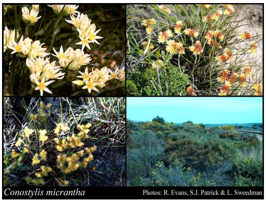 #ThreatenedSpecies of the Week: Conostylis micrantha (Small-flowered ...
