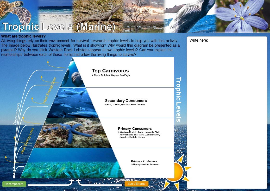 Trophic Levels Marine NACC Northern Agricultural Catchments Council Trophic Levels Marine NACC Northern Agricultural Catchments Council