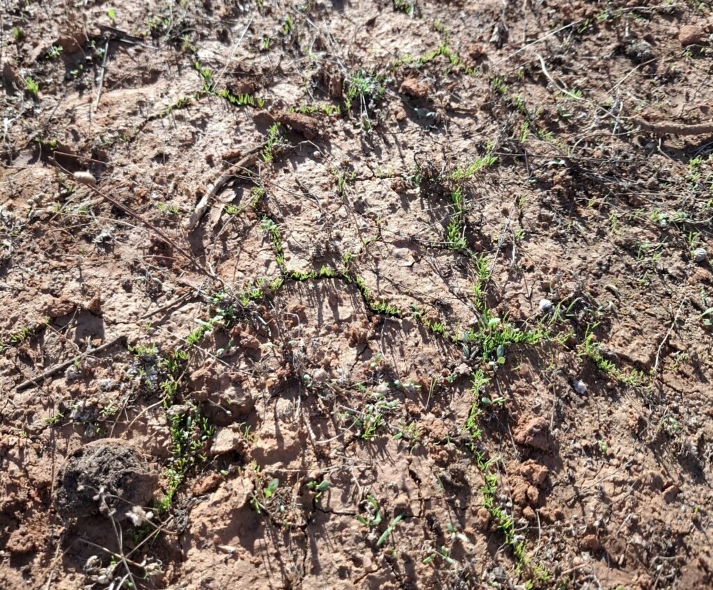 Regenerating the Rangelands From Mexico to the Mid West – NARvis