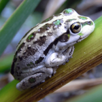 Creature Feature – Litoria moorei (Motorbike Frog) – NARvis