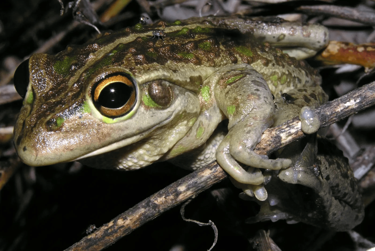 Creature Feature – Litoria moorei (Motorbike Frog) – NARvis